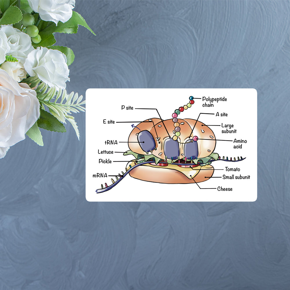 Ribosome Burger Sticker – ScienceGrit